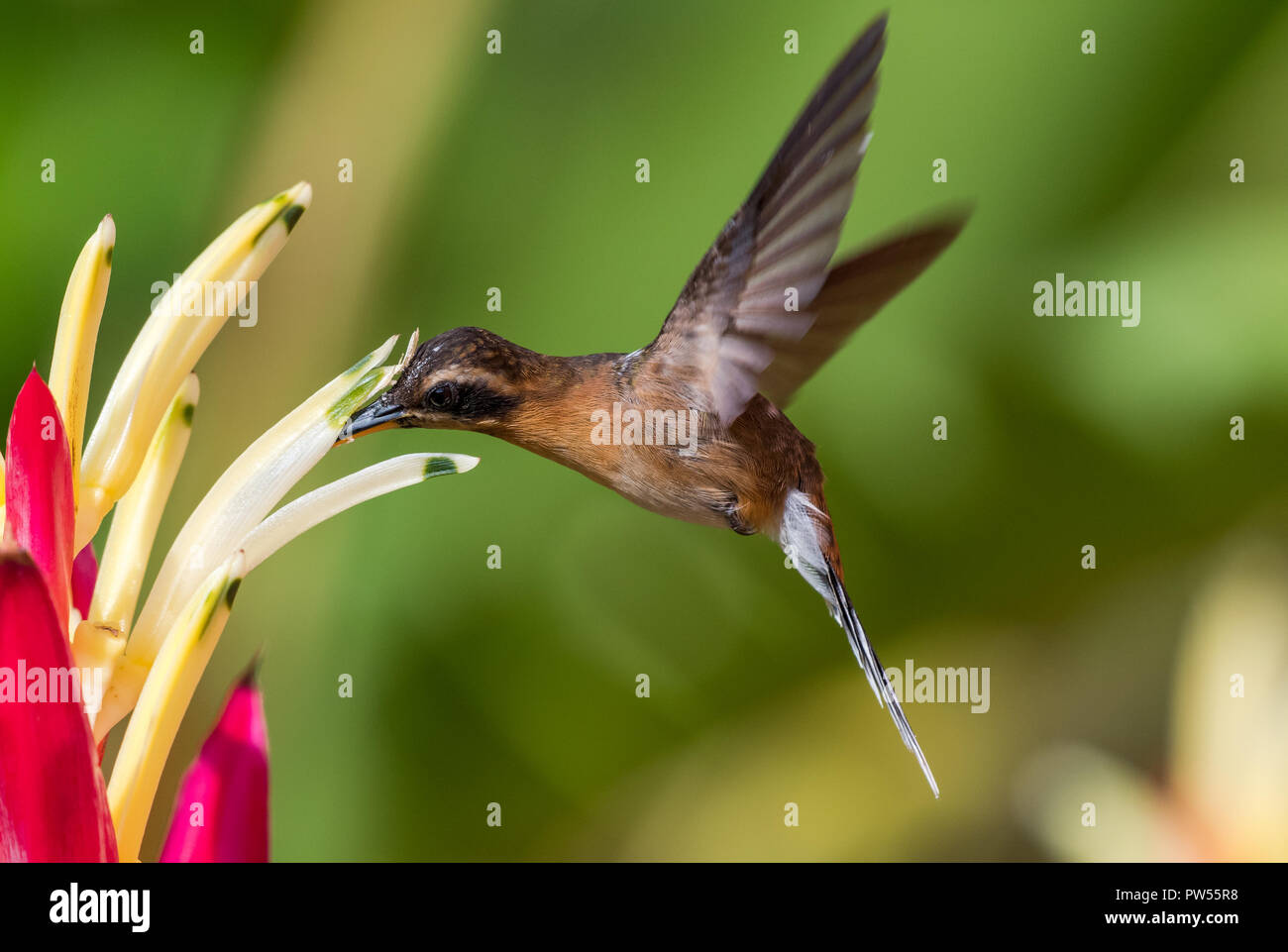 Little Hermit Hummingbird feeding on a Heliconia Stock Photo - Alamy