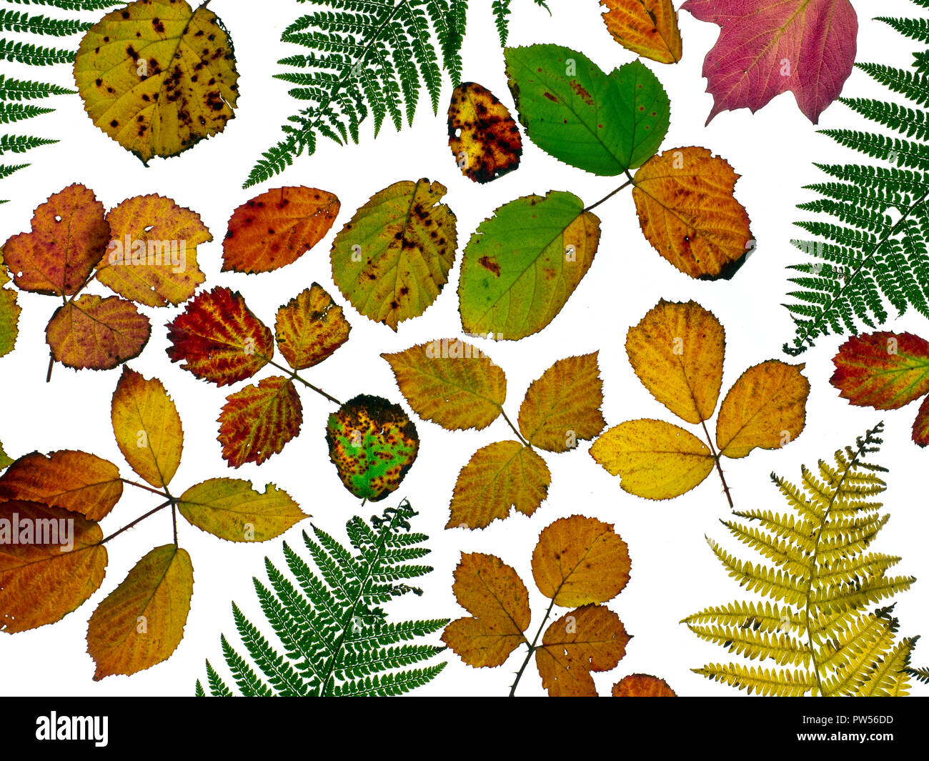 Rubus fruticosus seed hi-res stock photography and images - Alamy