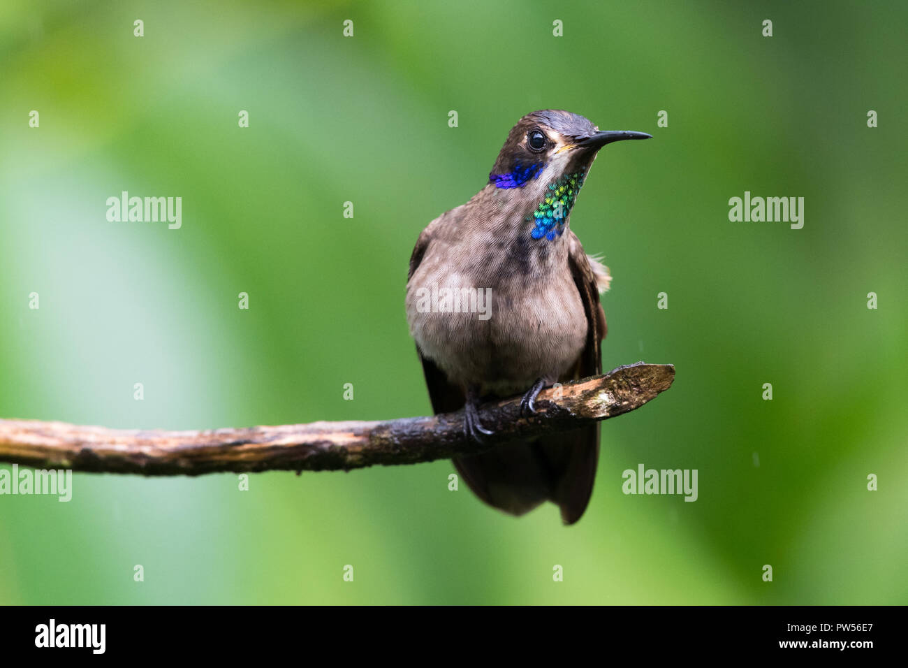 Violetear Bird High Resolution Stock Photography and Images - Alamy