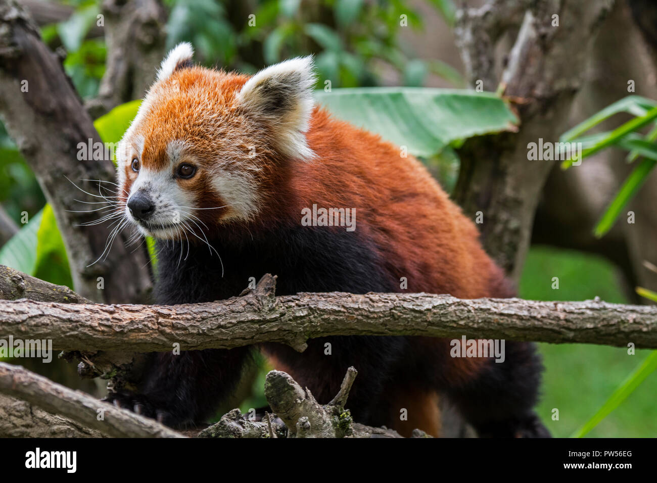 Native to the eastern himalayas hi-res stock photography and images - Alamy