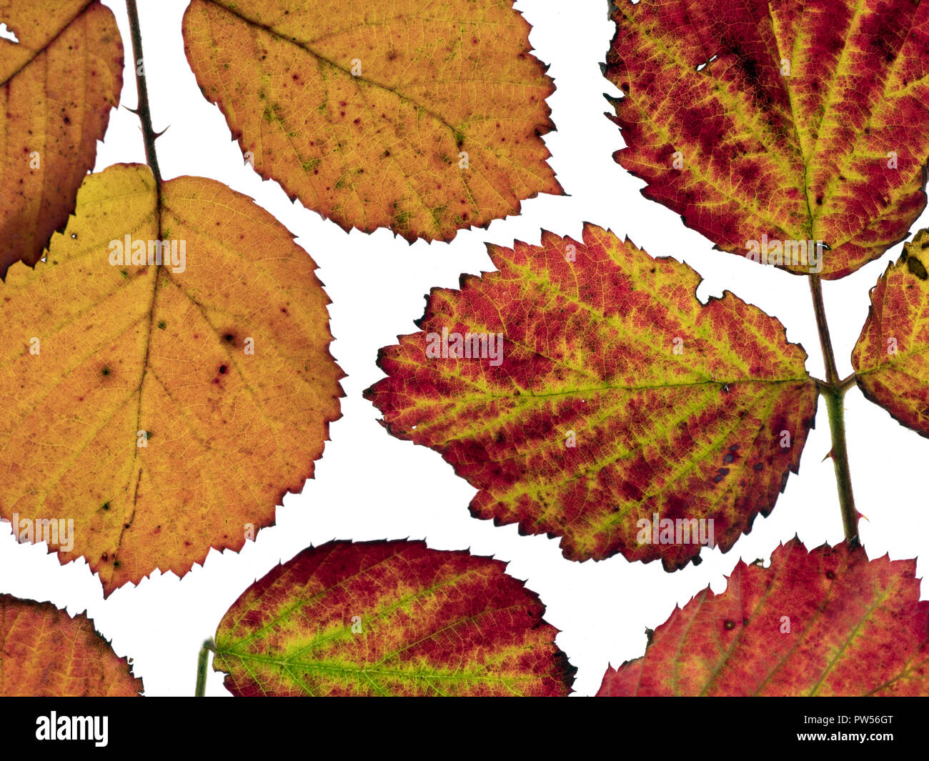 Rubus fruticosus seed hi-res stock photography and images - Alamy