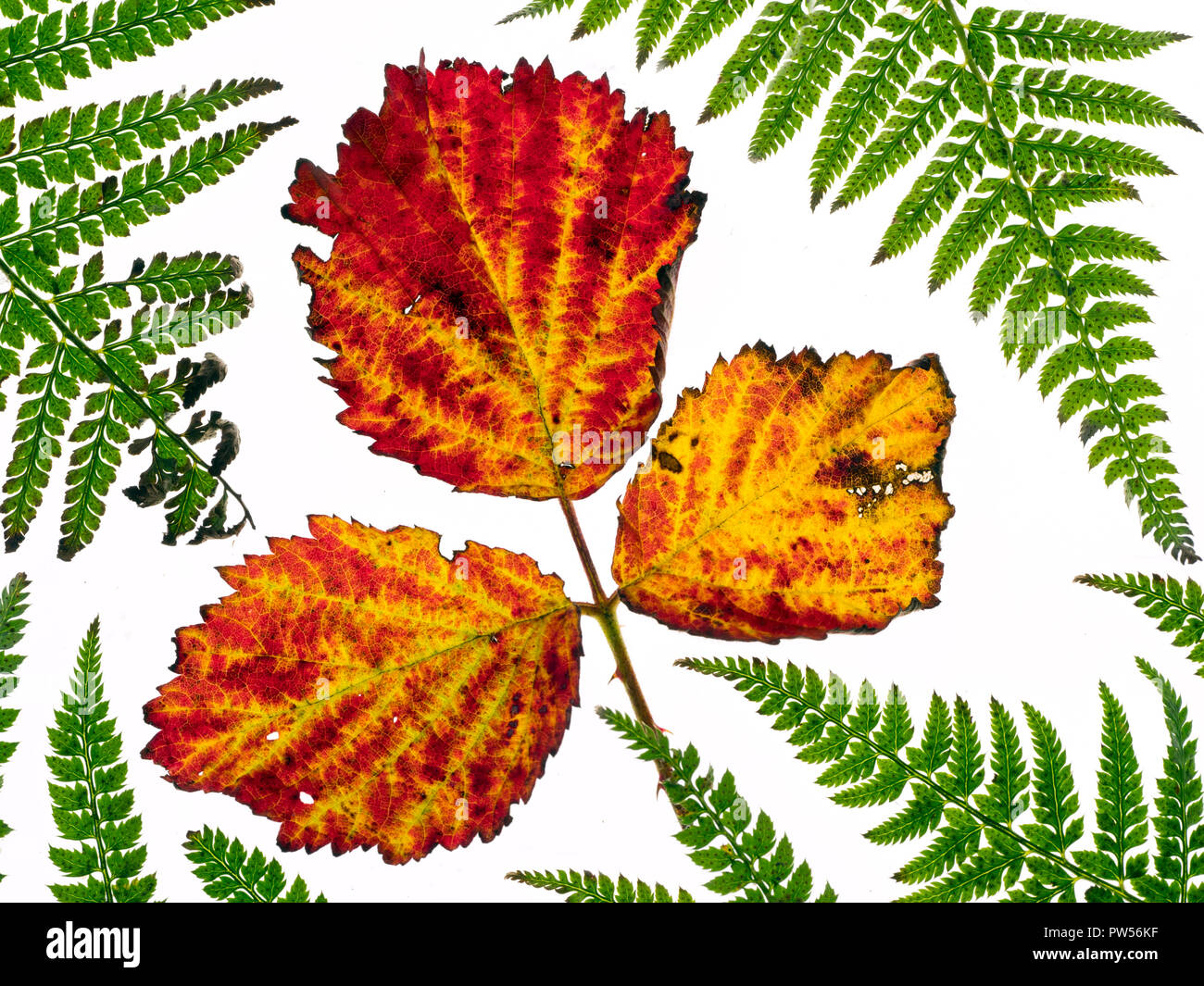 Rubus fruticosus illustration hi-res stock photography and images - Alamy