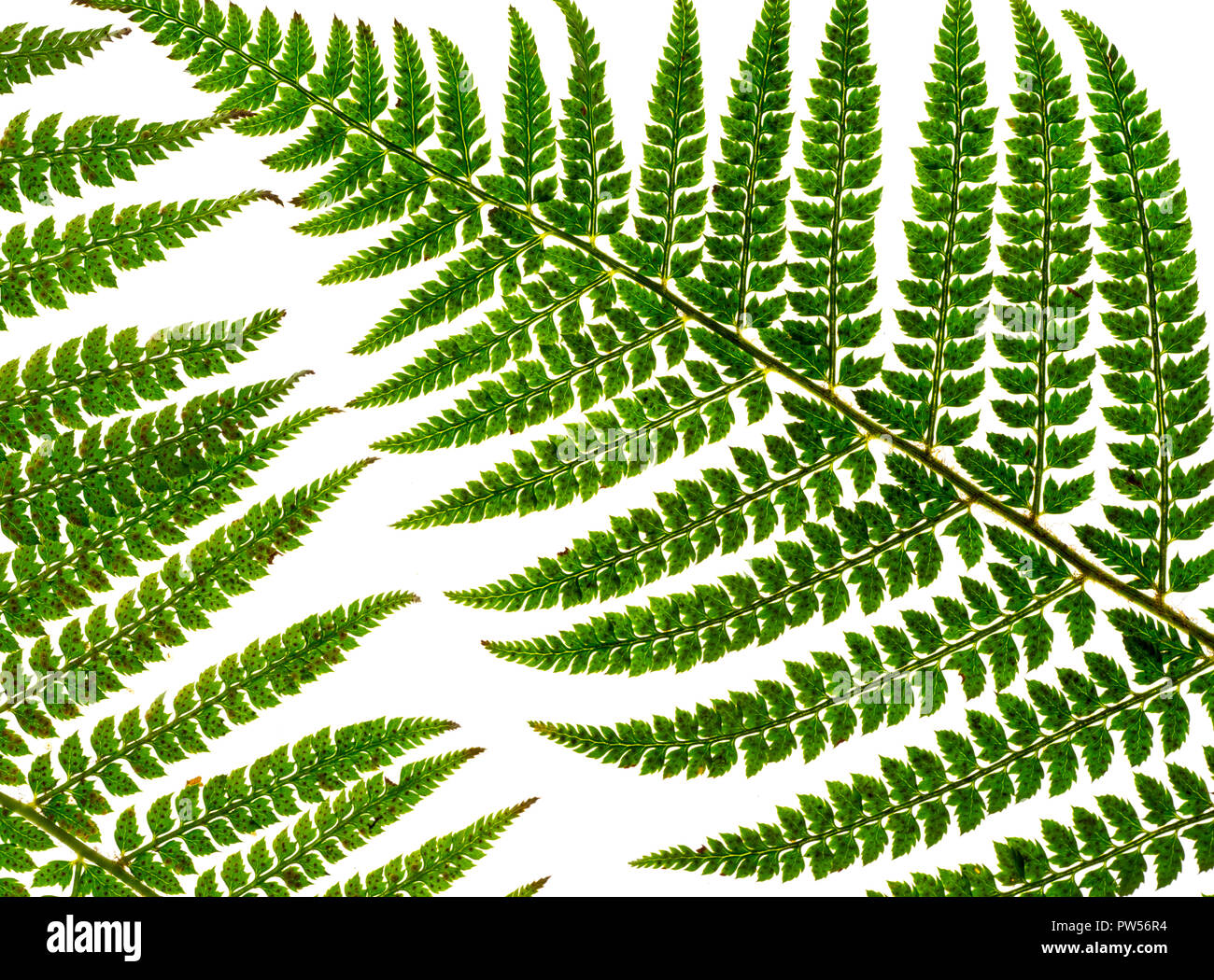 Fern fronds in autumn Stock Photo - Alamy