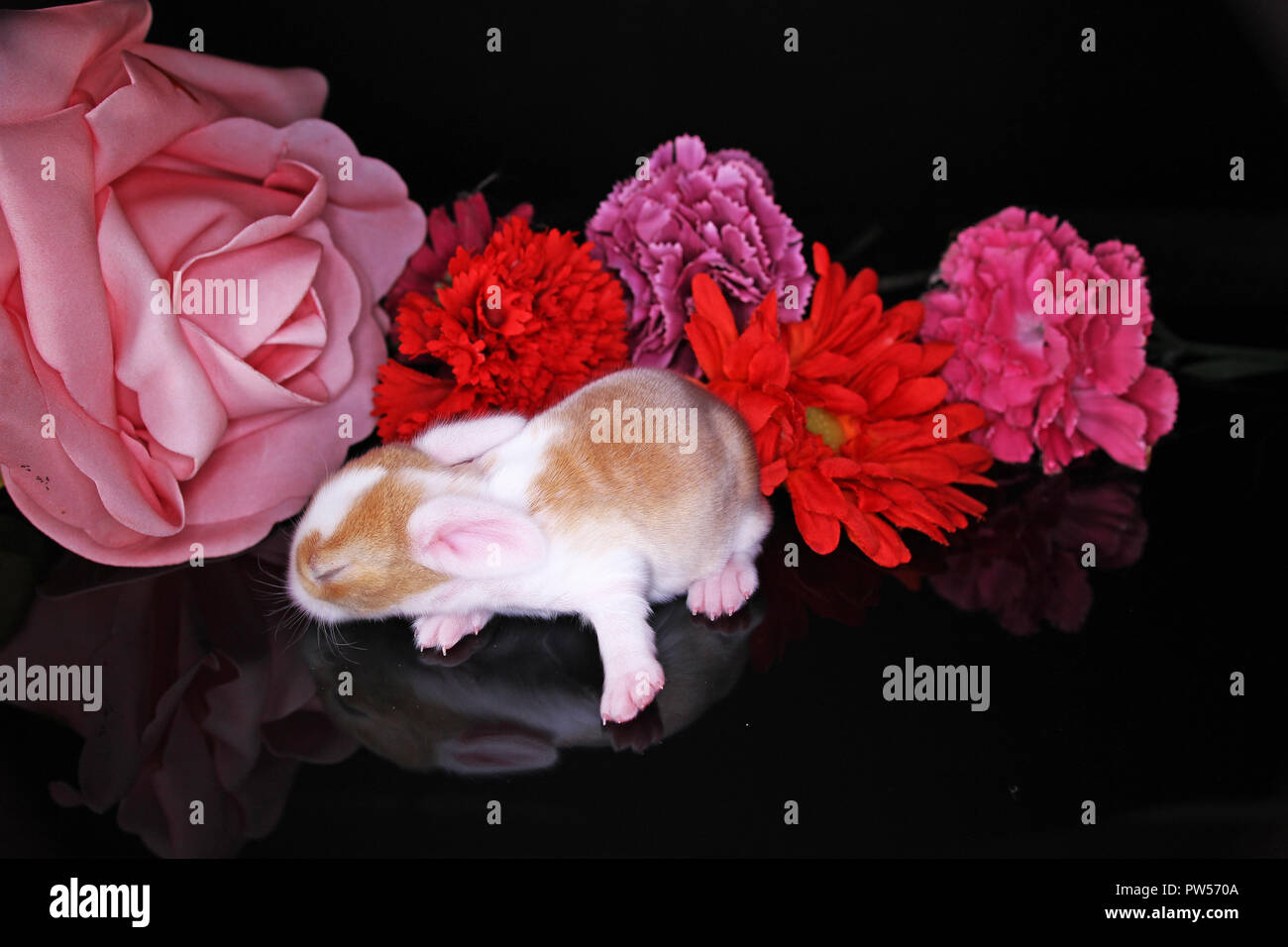 Cute bunny lop rabbit baby kit on colorful studio background. New born ...