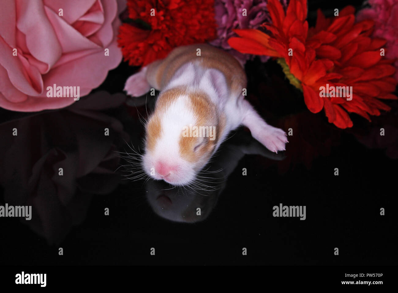 Cute bunny lop rabbit baby kit on colorful studio background. New born ...