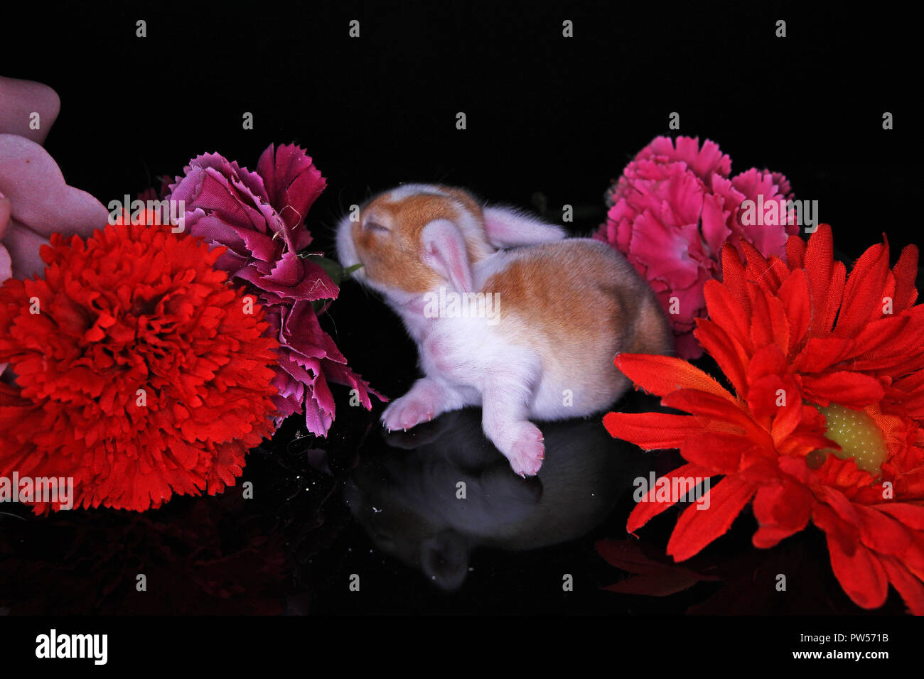 Cute bunny lop rabbit baby kit on colorful studio background. New born ...