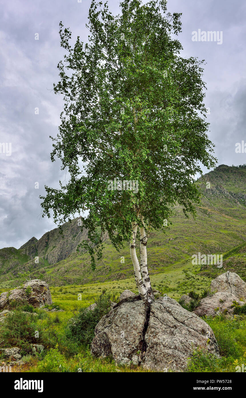 Rock split by tree roots hi-res stock photography and images - Alamy