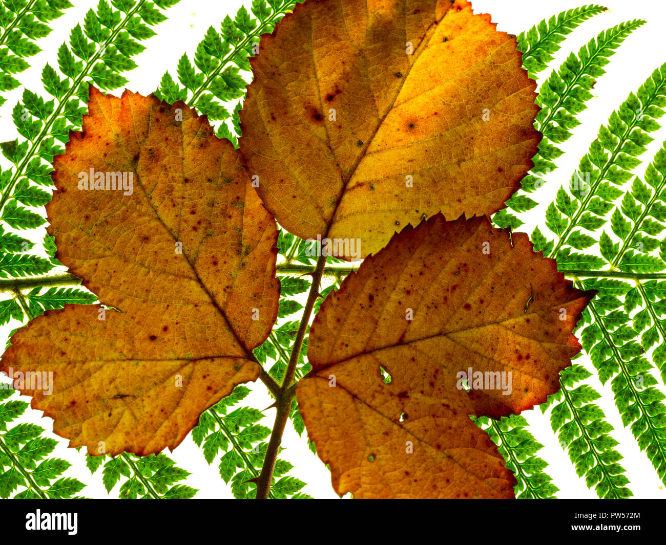 Rubus fruticosus illustration hi-res stock photography and images - Alamy