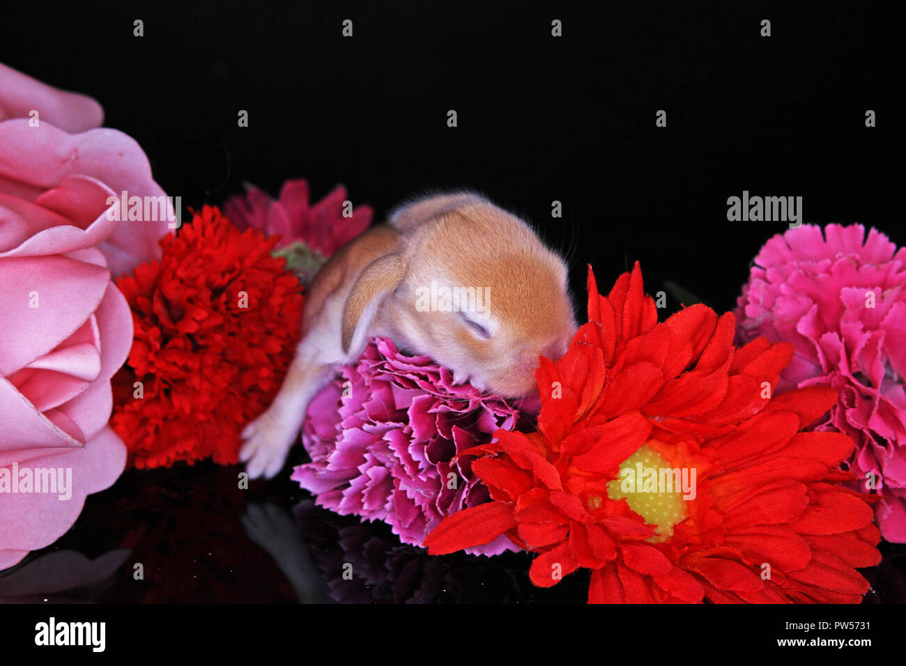 Cute bunny lop rabbit baby kit on colorful studio background. New born ...