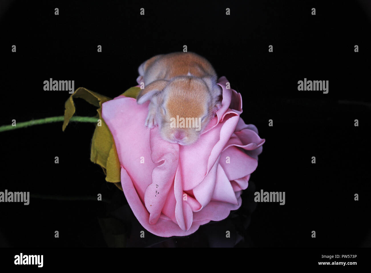 Cute bunny lop rabbit baby kit on colorful studio background. New born ...