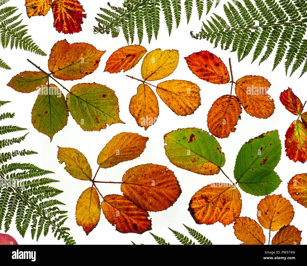 Bramble leaves Rubus fruticosus changing colour in autumn Stock Photo ...