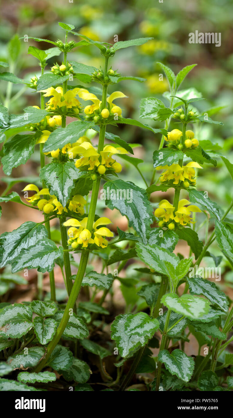 Yellow archangel mint (Lamiastrum galeobdolon), also called yellow ...