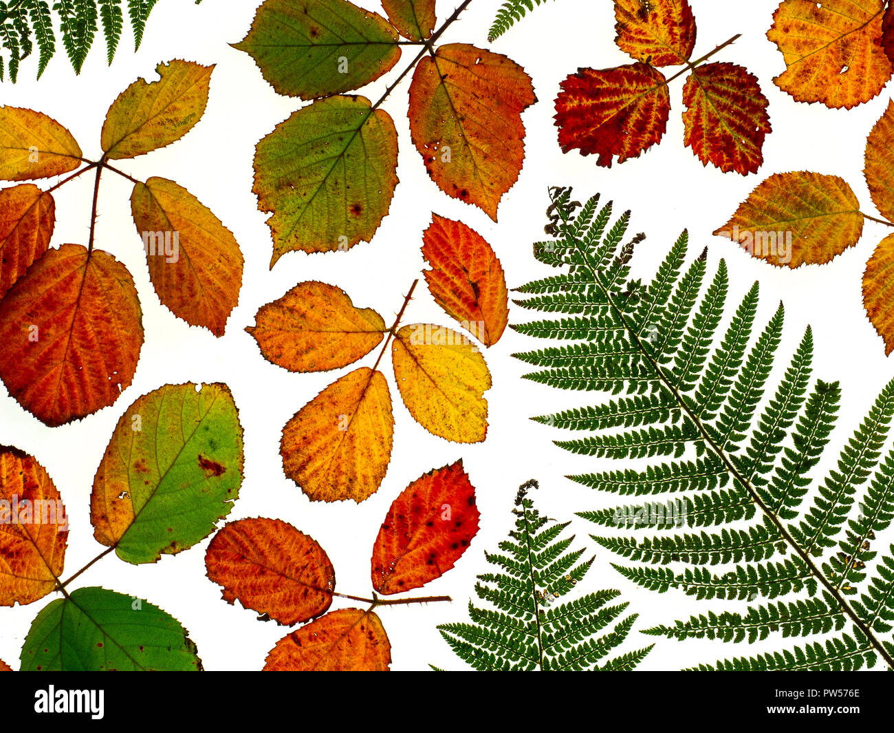 Rubus fruticosus seeds hi-res stock photography and images - Alamy