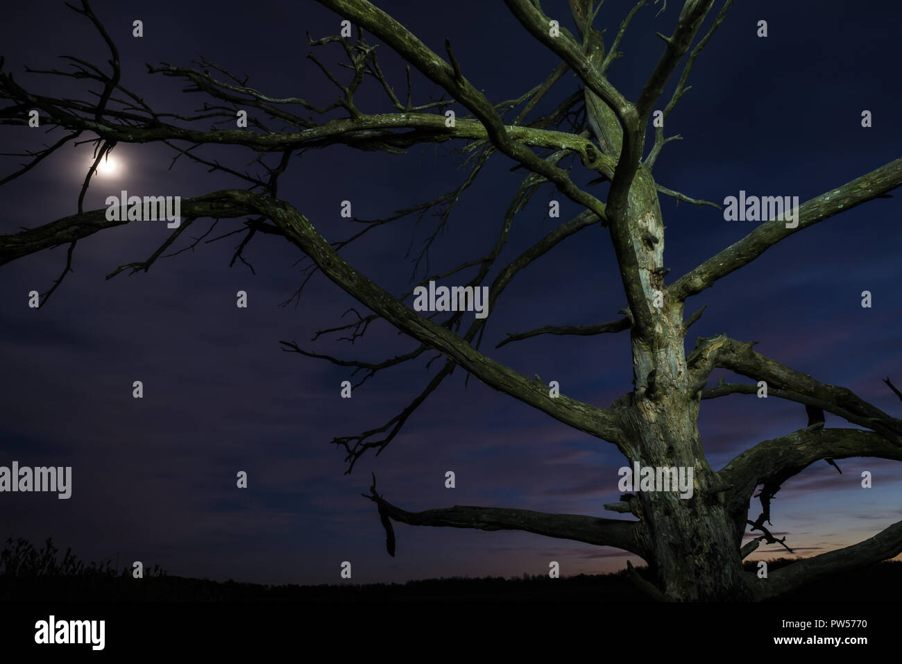Old dead tree in moonlight in Big Meadows in Shenandoah National Park ...
