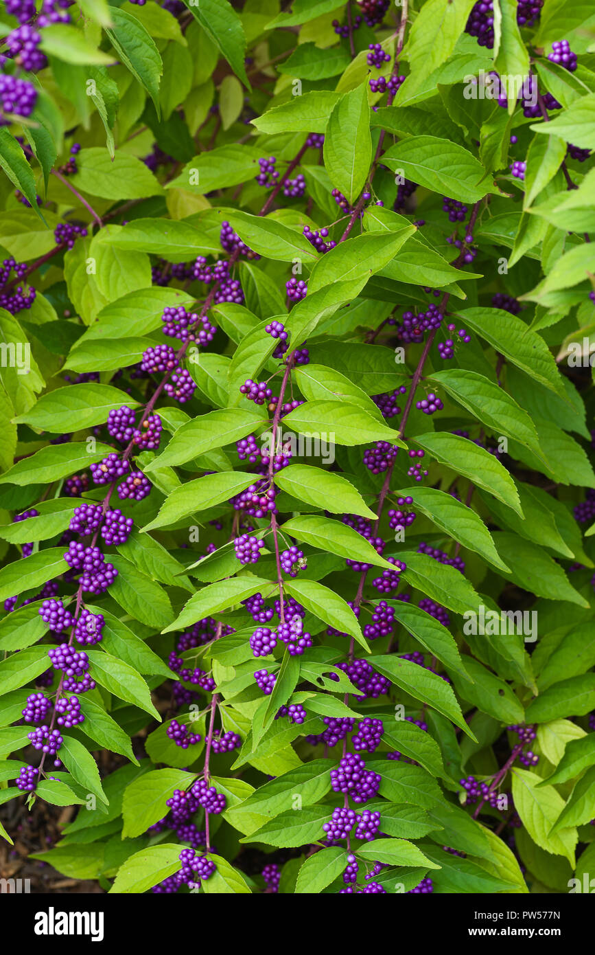 Ripe berries of American beautyberry bush ( Callicarpa americana) in ...