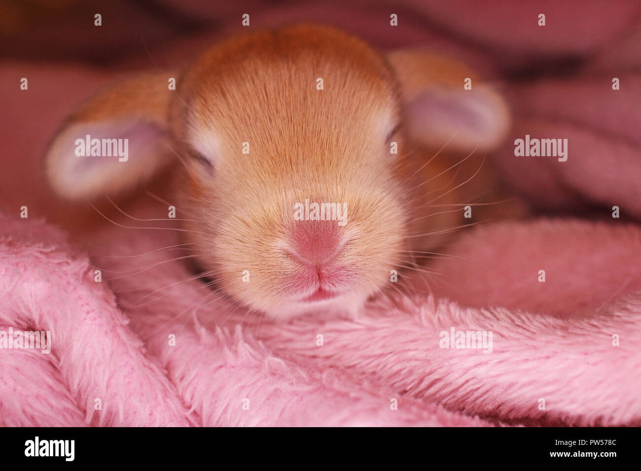 Cute bunny lop rabbit baby kit on colorful studio background. New born ...