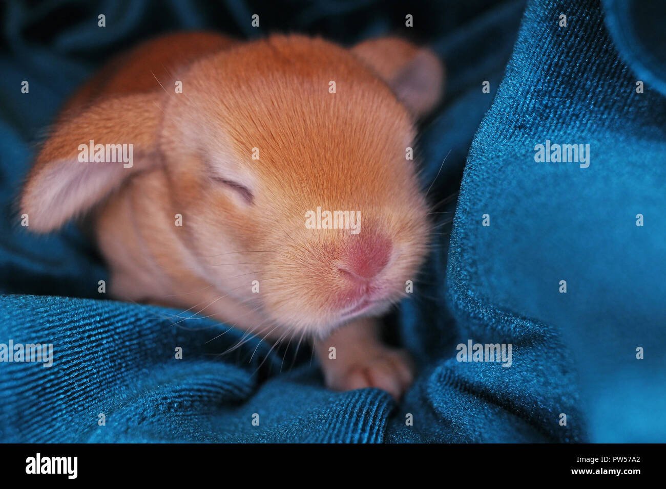 Super Cute Baby Bunnies Wallpaper