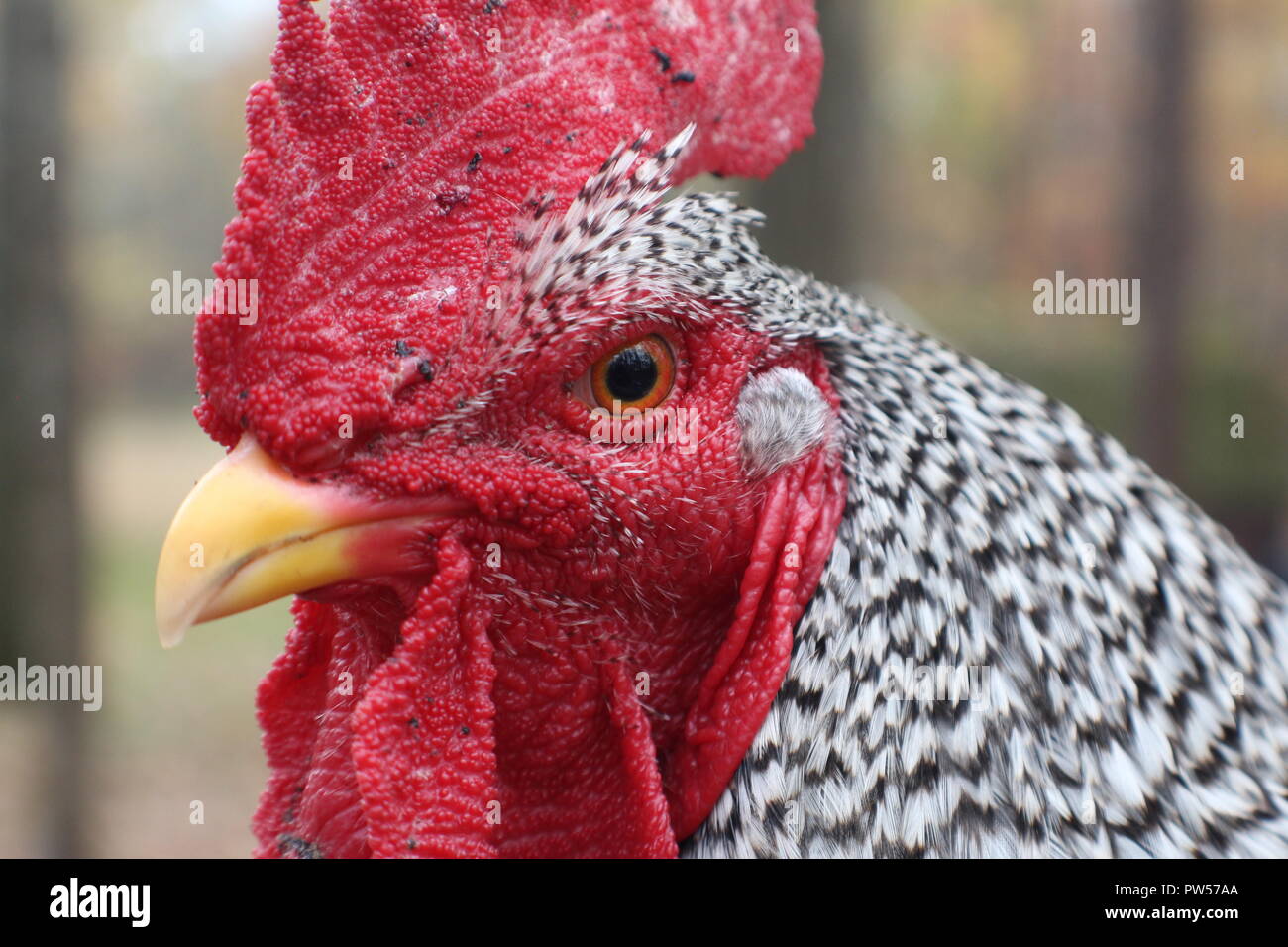 Black and white speckled chicken rooster hi-res stock photography and ...