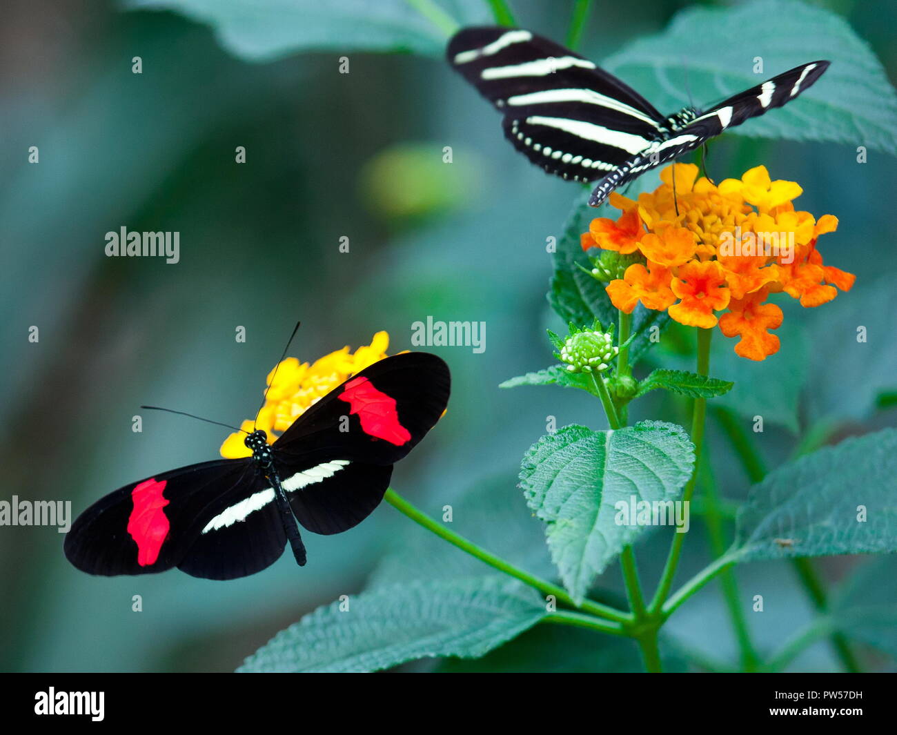 Red Postman (Heliconius erato) and Zebra Longwing (Heliconius ...