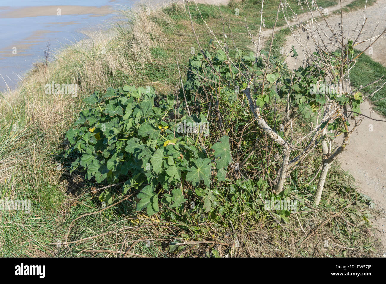 Tree Mallow / Lavatera arborea specimen growing on Cornwall coastline ...