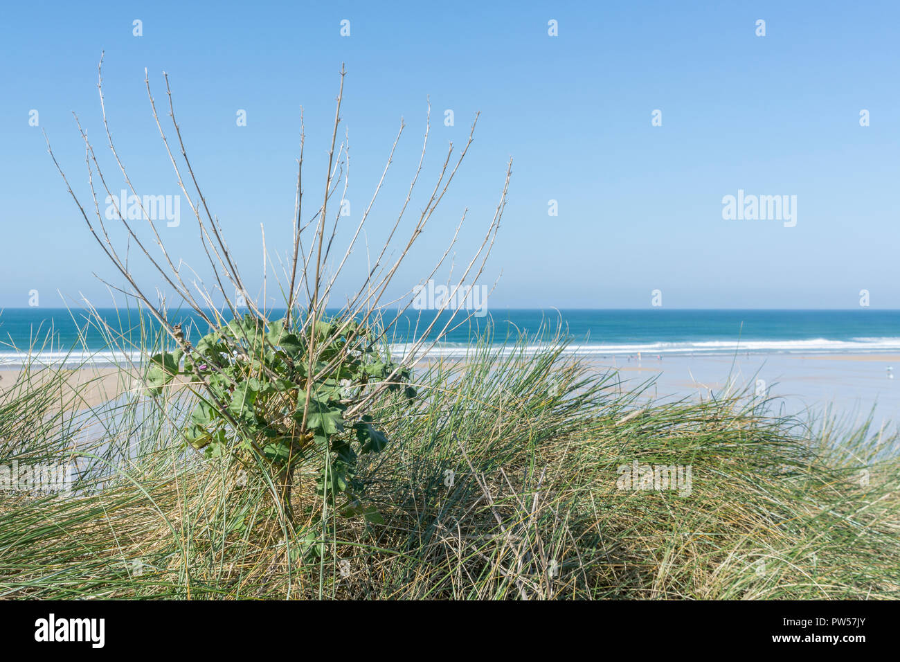 Tree Mallow / Lavatera arborea specimen growing on Cornwall coastline ...