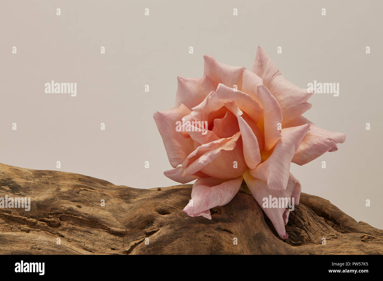 A pink rose head in full bloom placed on a log with a clear background ...