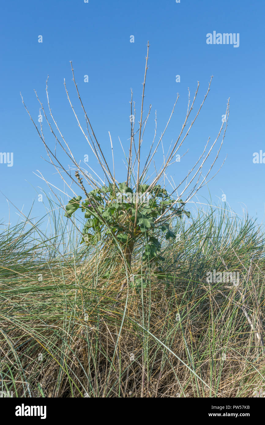 Tree Mallow / Lavatera arborea specimen growing on Cornwall coastline ...