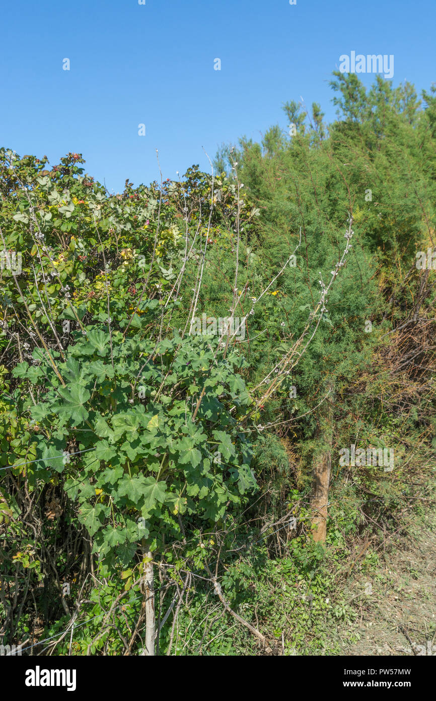 Tree Mallow / Lavatera arborea specimen growing on Cornwall coastline ...