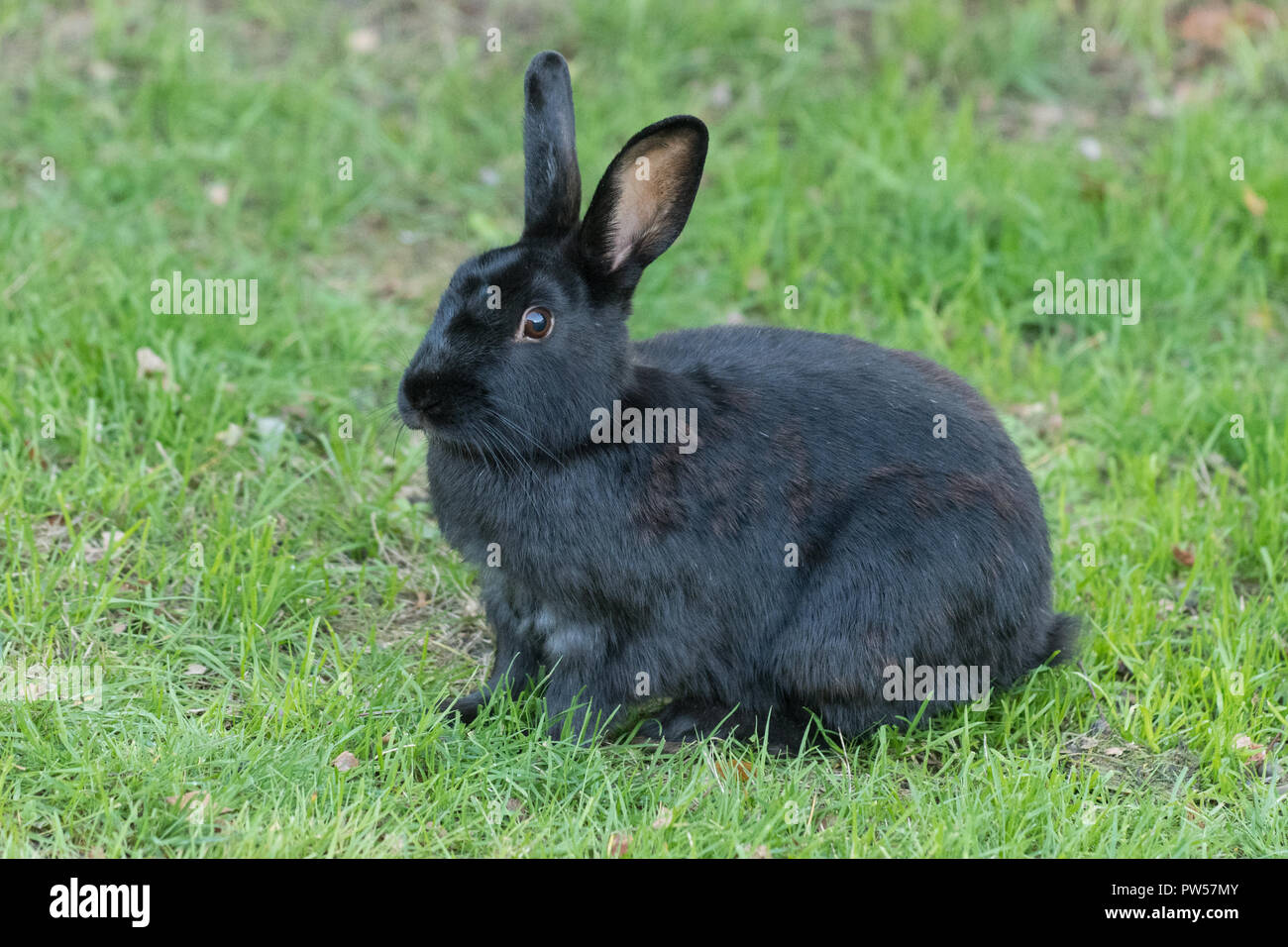 black european wild rabbit - melanistic rabbit Stock Photo - Alamy