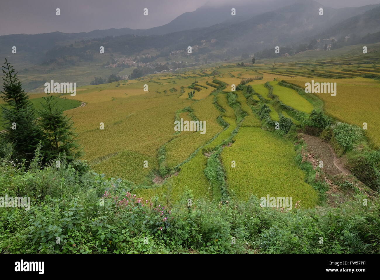 Amazing fields of rice in northern China - photographed by Dan Yeger ...