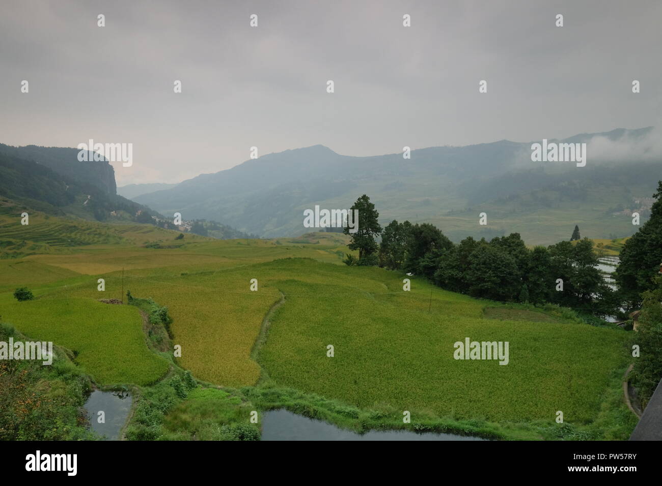 Amazing fields of rice in northern China - photographed by Dan Yeger ...