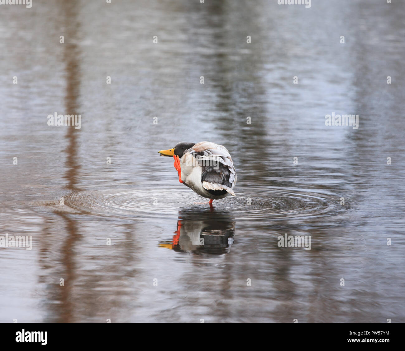 Duck itch hi-res stock photography and images - Alamy