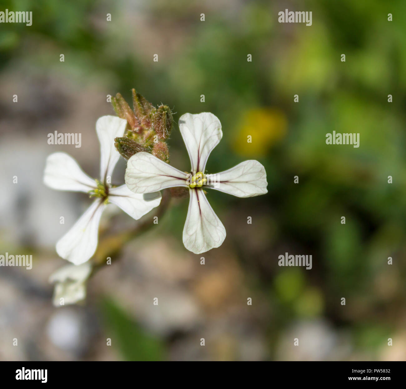 Brassica Eruca High Resolution Stock Photography and Images - Alamy