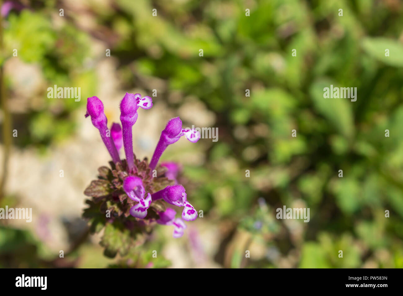 Lamium amplexicaule, Henbit Deadnettle Flower Stock Photo - Alamy