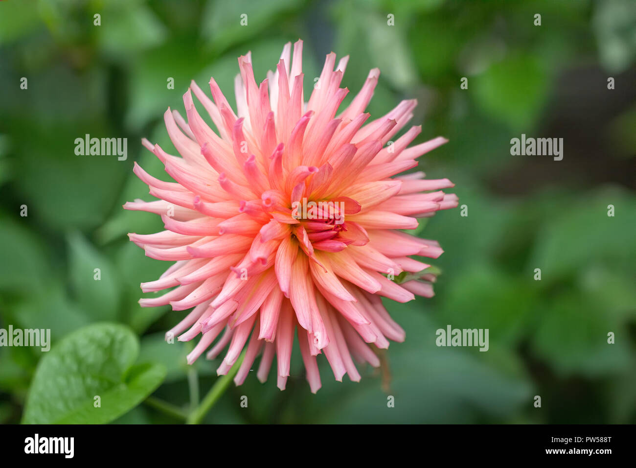 Preference hi-res stock photography and images - Alamy