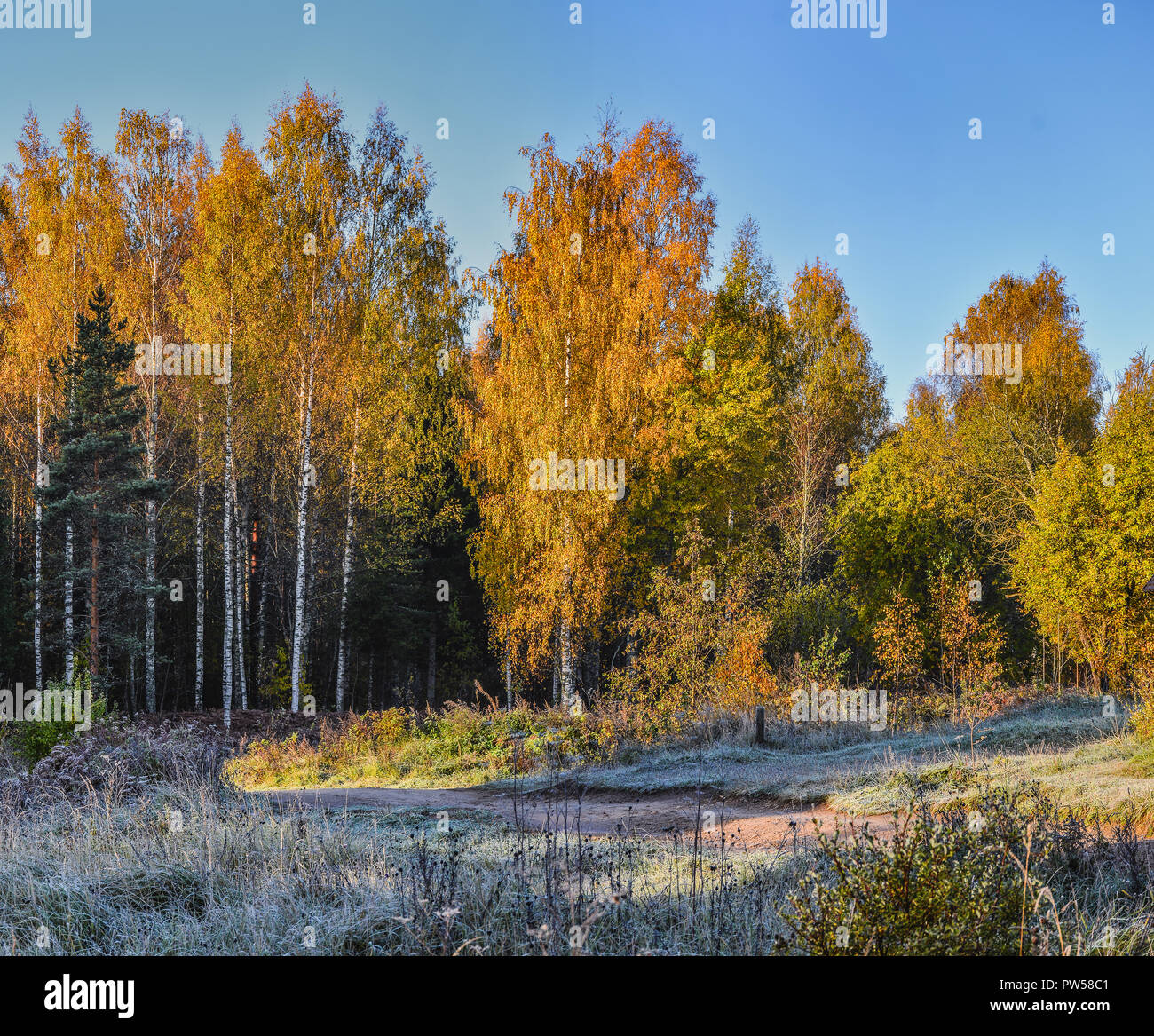 Autumn frosty morning in the forest. Raven Tract. Leningrad region ...