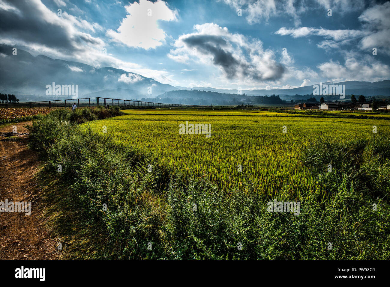 Amazing fields of rice in northern China - photographed by Dan Yeger ...
