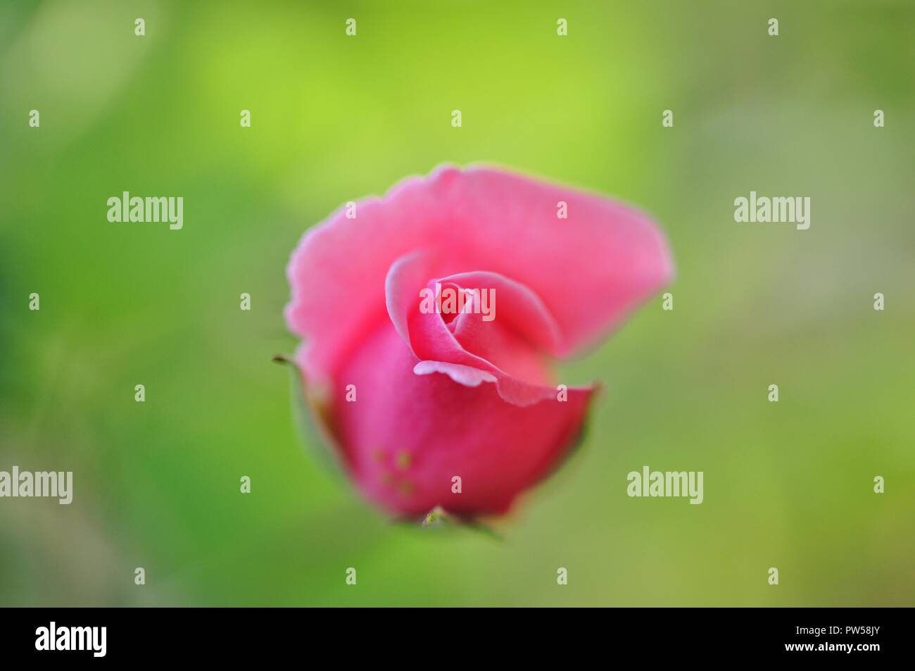 Rose rise hi-res stock photography and images - Alamy