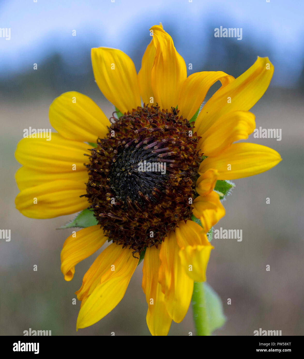 Single sunflower hi-res stock photography and images - Alamy