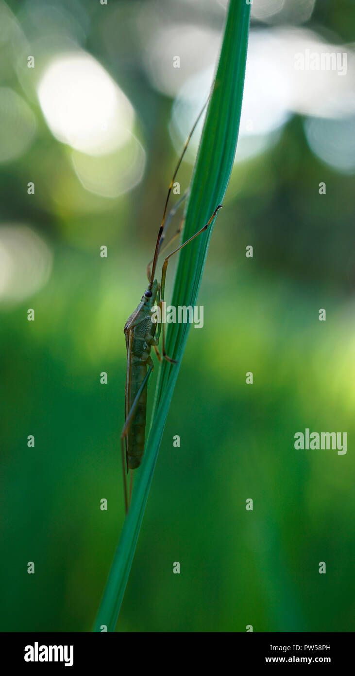 Rice insect pest hi-res stock photography and images - Alamy