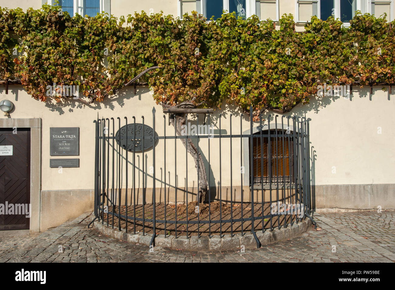 MARIBOR, SLOVENIA - OCT 15: Stara trta, the oldest vine in the world in ...