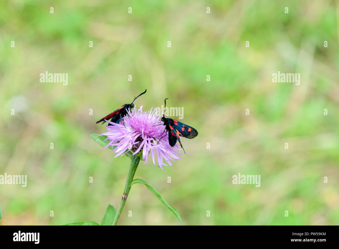 A Six-spot Burnet moth -Zygaena filipendulae- sitting on Knapweed ...