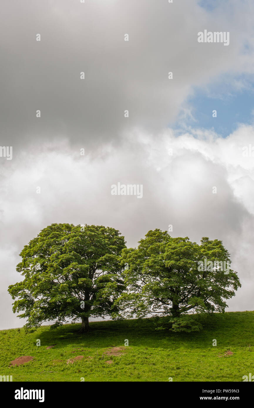 Two tree hill hi-res stock photography and images - Alamy