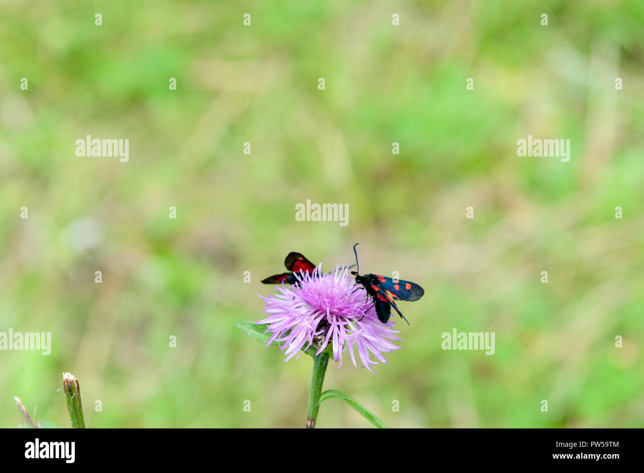 A Six-spot Burnet moth -Zygaena filipendulae- sitting on Knapweed ...
