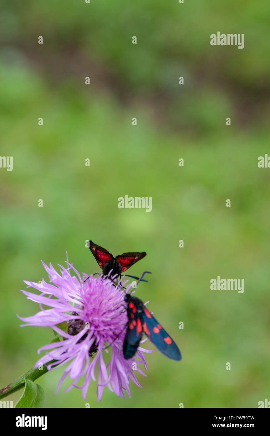 A Six-spot Burnet moth -Zygaena filipendulae- sitting on Knapweed ...