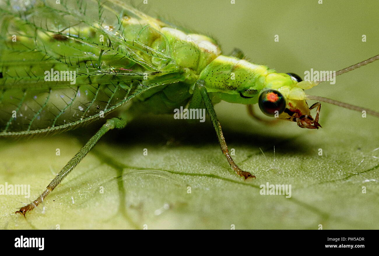 Lacewings hi-res stock photography and images - Alamy