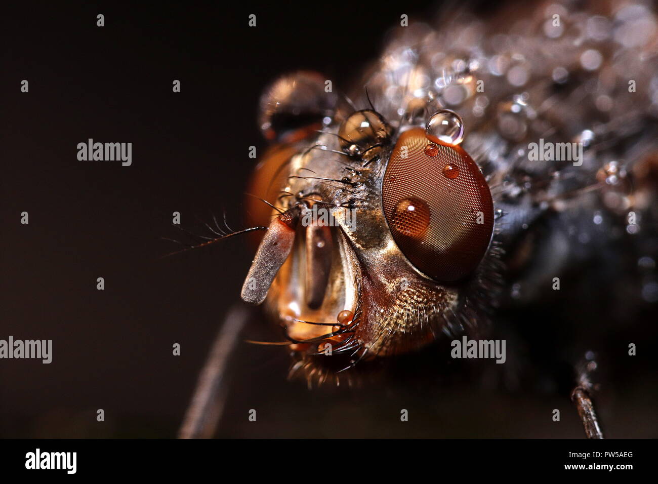 Fly With Big Eyes High Resolution Stock Photography and Images - Alamy