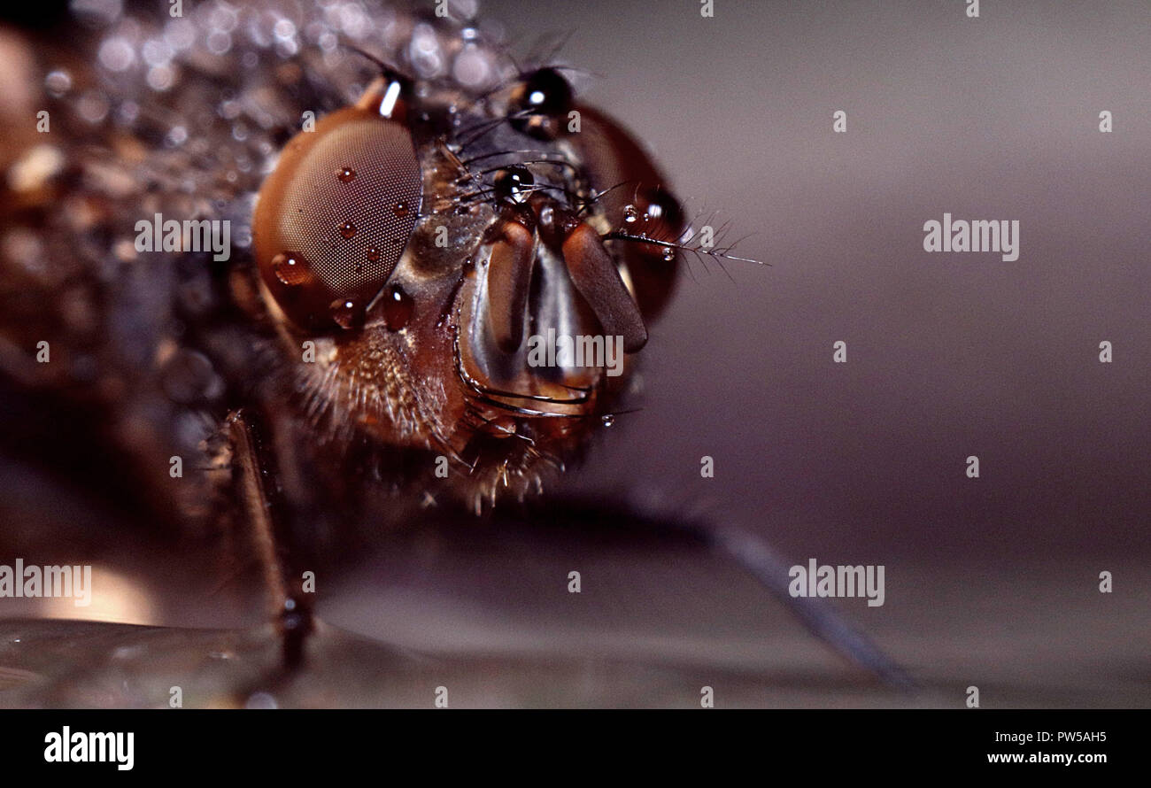 Bug House High Resolution Stock Photography and Images - Alamy