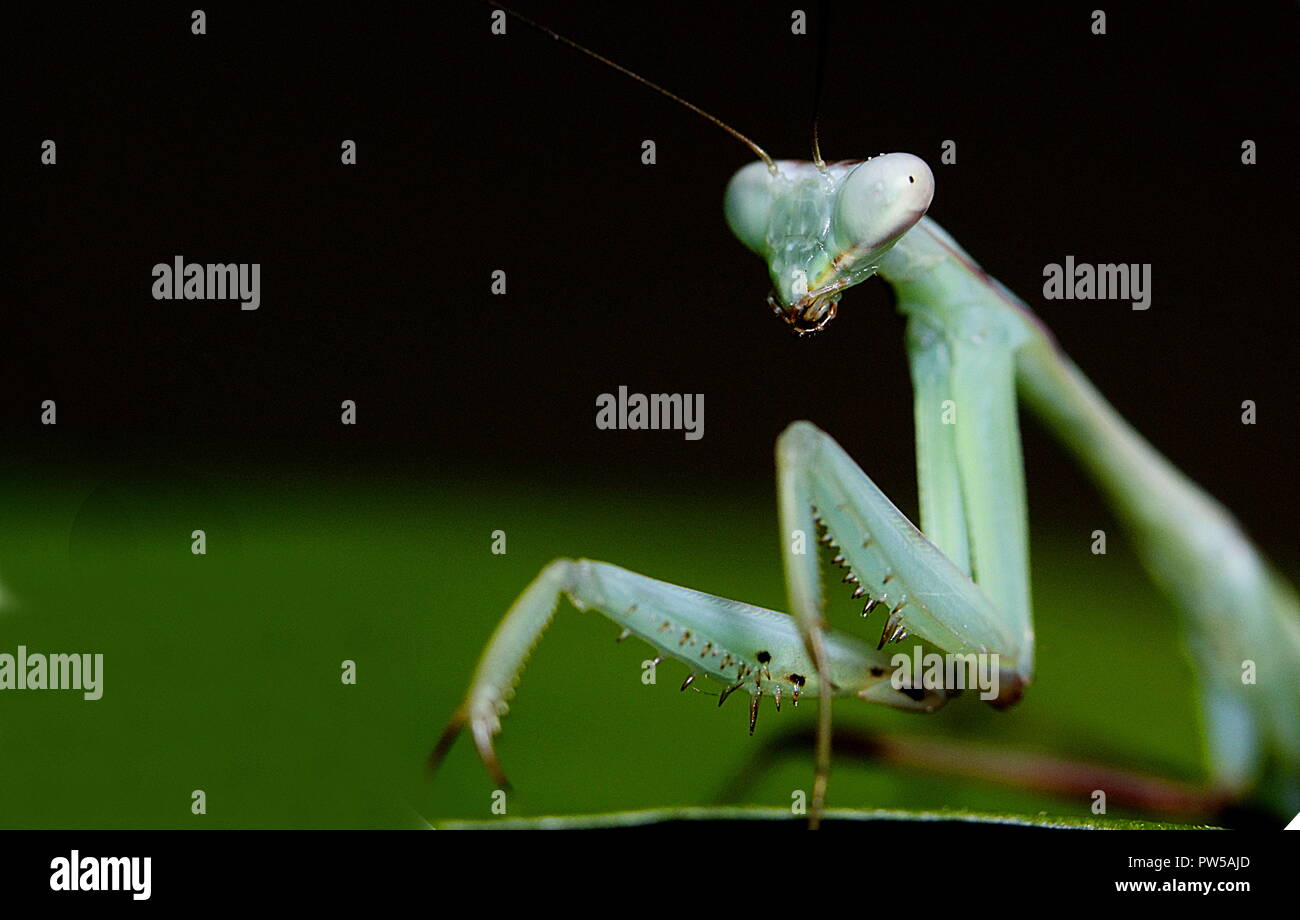 Hierodula membranacea giant asian mantis Stock Photo - Alamy