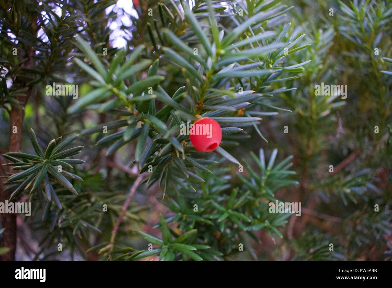 Orange berry tree hi-res stock photography and images - Alamy
